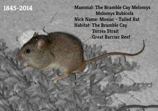 1st Mammal Species goes Extinct courtesy of Climate Change - GreenSutra®